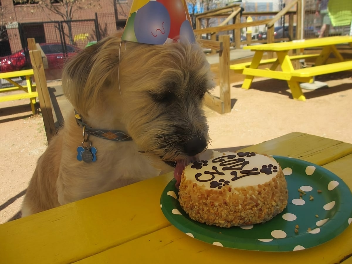 15 Fantastic Dog Parks in Dallas, Texas to Visit with Your Pup