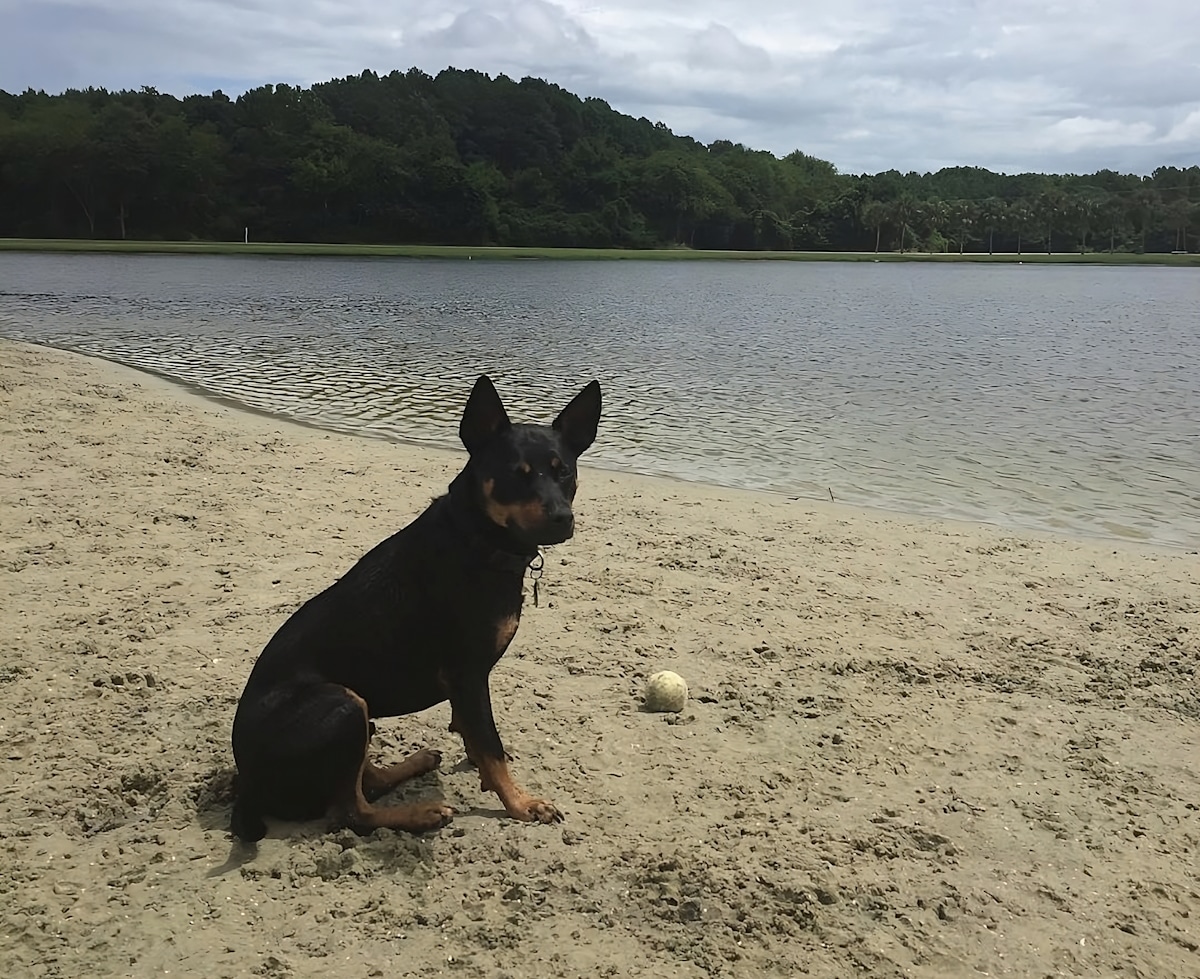 15 of the Best Dog Parks in Charleston, South Carolina