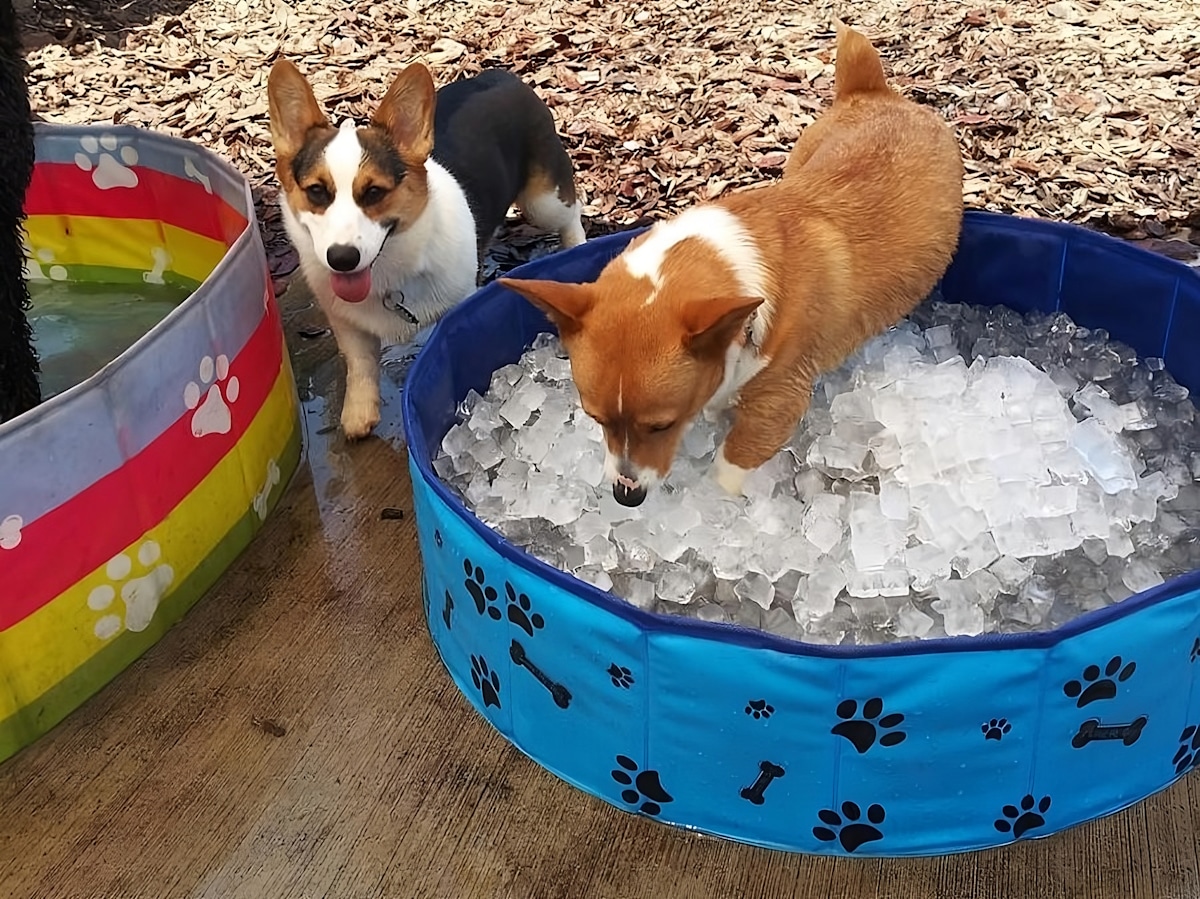 The Best 15 Pooch Parks in Louisville, Kentucky