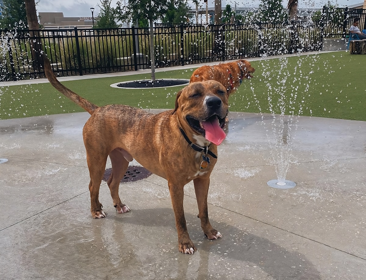 The Top 15 Tampa, Florida Dog Parks to Visit with Your Fur Baby