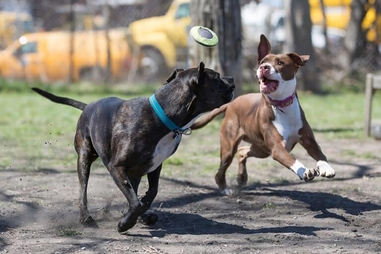 15 of the Best Dog Parks to Enjoy in Detroit, Michigan