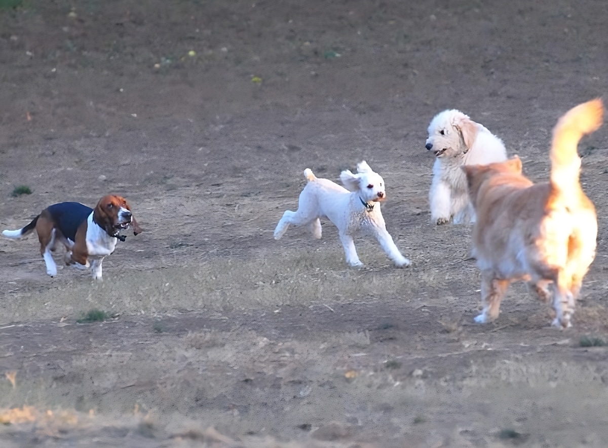 15 of the Most Pup Popular Pooch Parks in Baltimore, Maryland