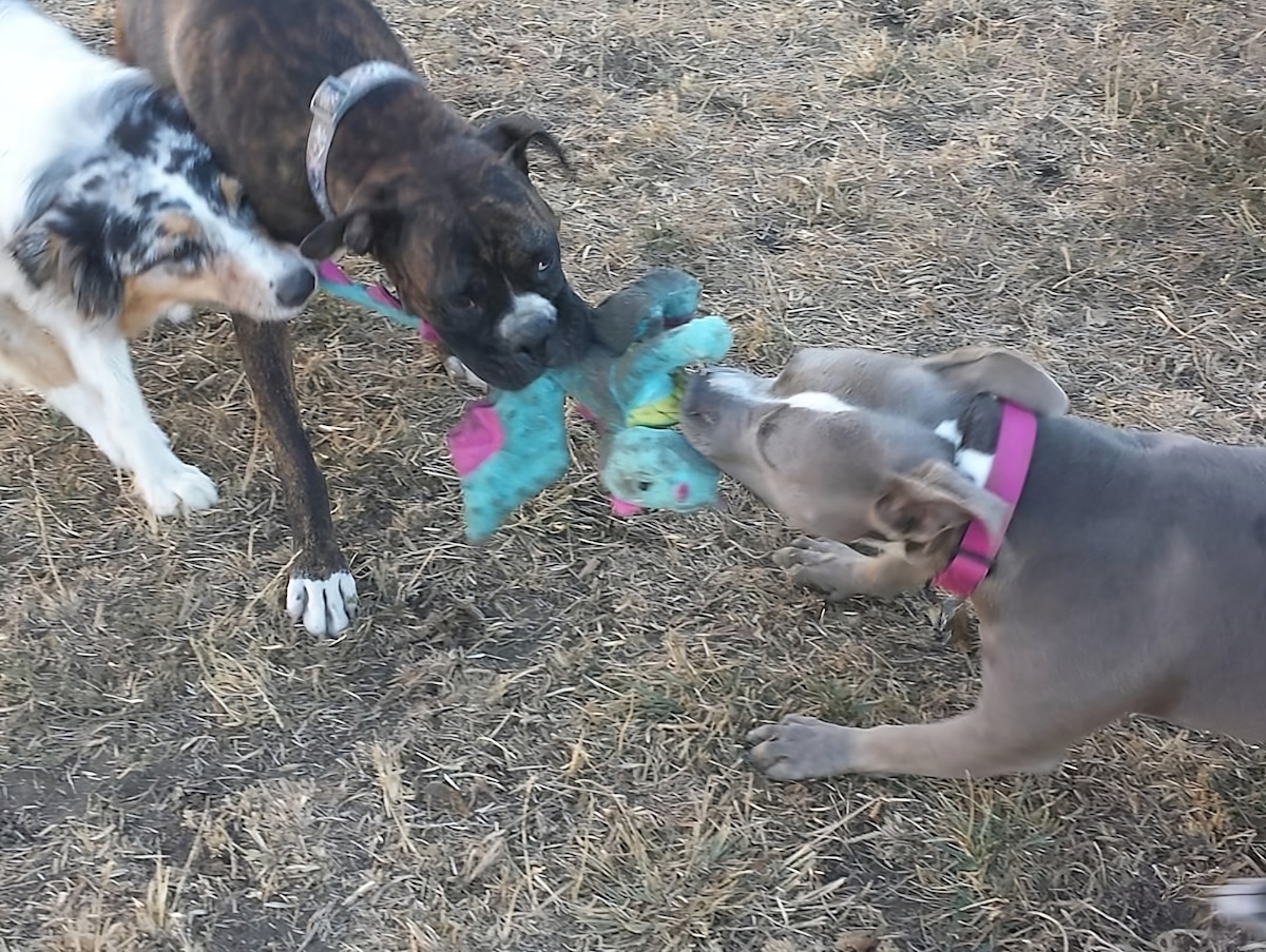 15 of the Best Dog-Friendly Parks in Woodland, California, to Enjoy ...