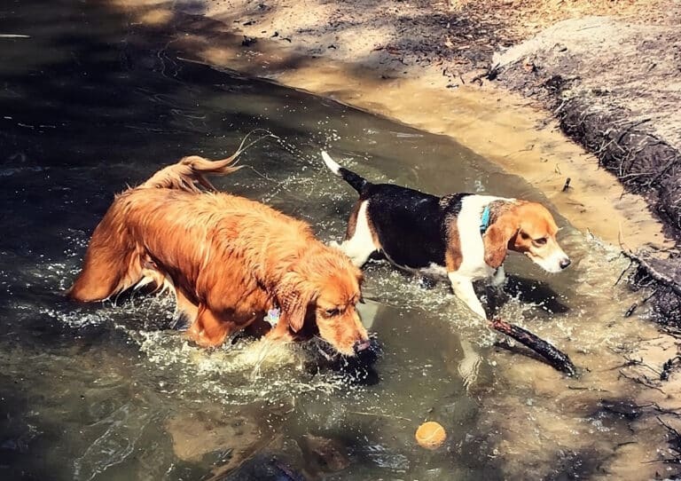 15 of the Best Pup Parks in Savannah, Georgia