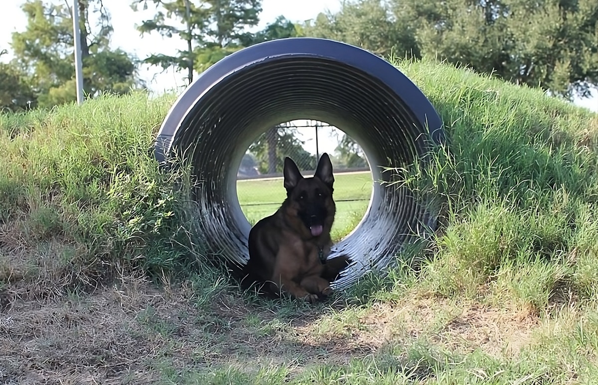 15 Houston, Texas Dog Friendly Parks Not to Miss
