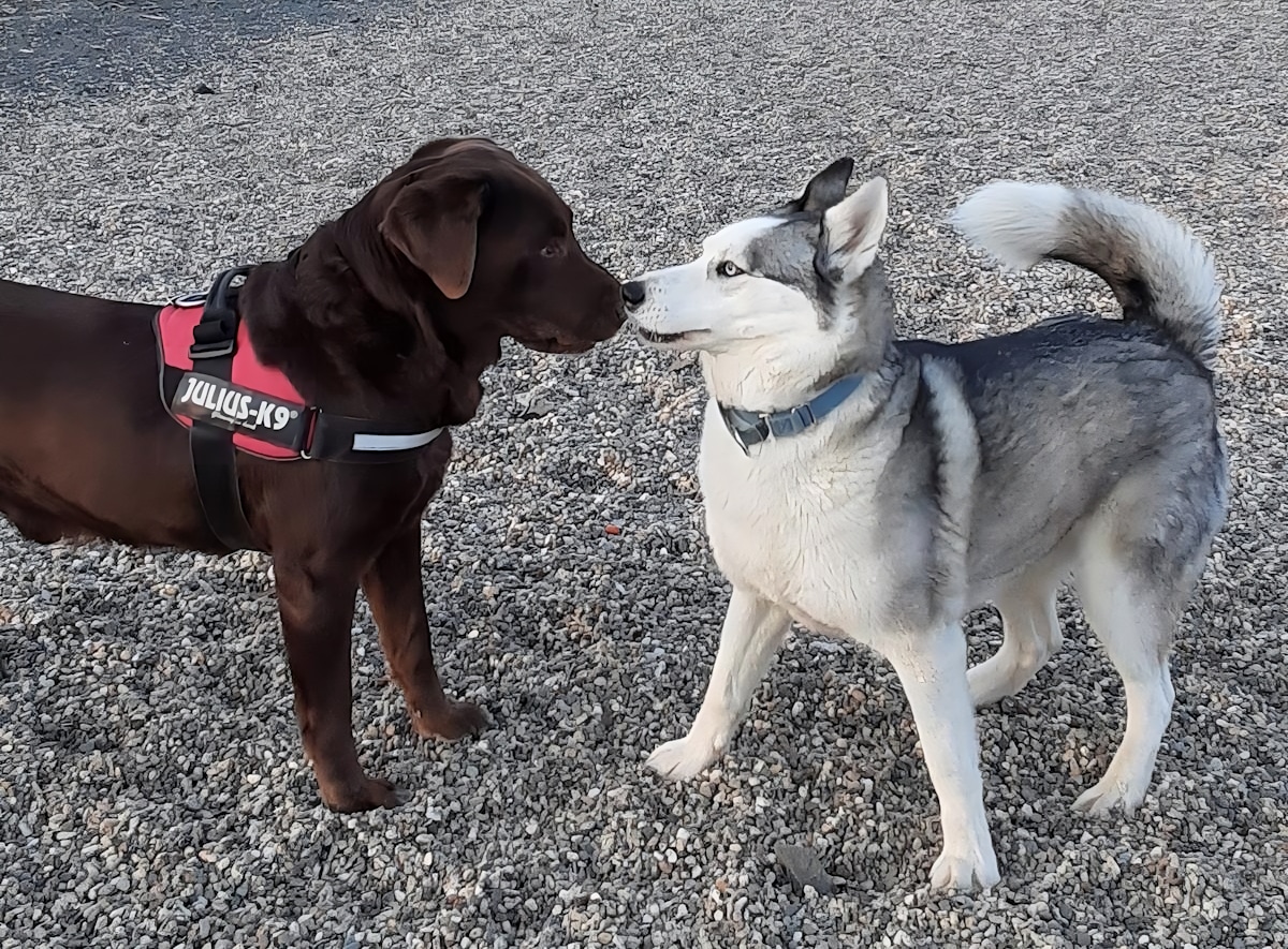 15 Most Awesome Dog Friendly Parks in Northampton, Massachusetts