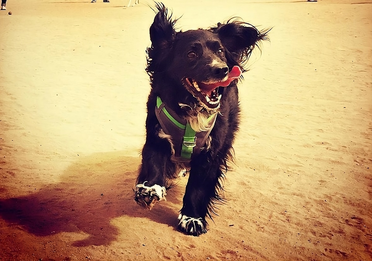 15 of the Most Popular Dog Friendly Parks in Denver, Colorado