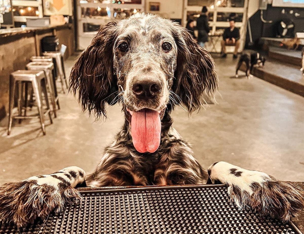 15 Awesome Dog-Friendly Parks in Seattle, Washington, to Enjoy with ...