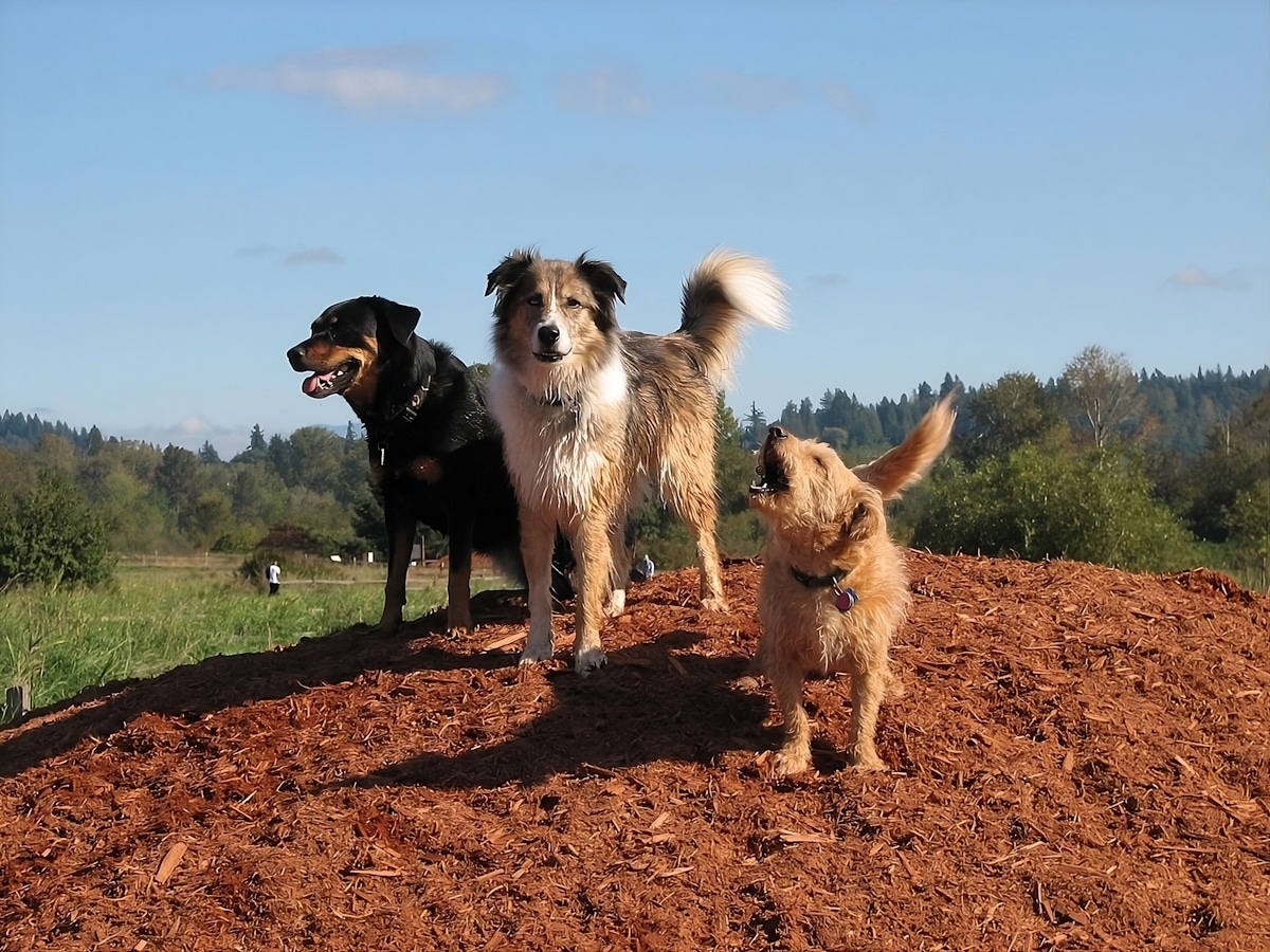 The Top 15 Dog Friendly Parks in Bellevue, Washington, for Your Pooch