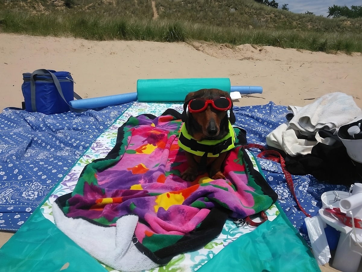 15 Top Dog-Friendly Beaches in Grand Haven, MI, to Enjoy with Your Pup