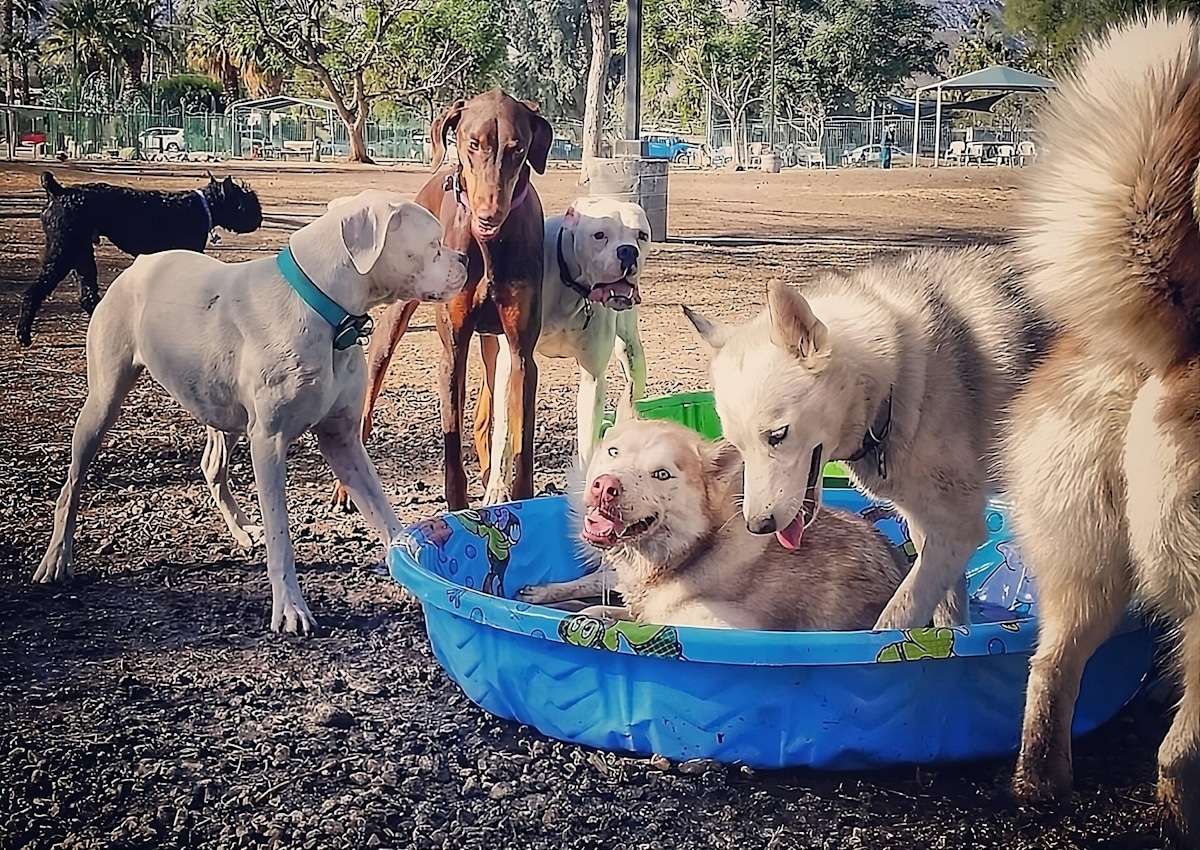 15 Awesome Dog Parks in Palm Springs, California