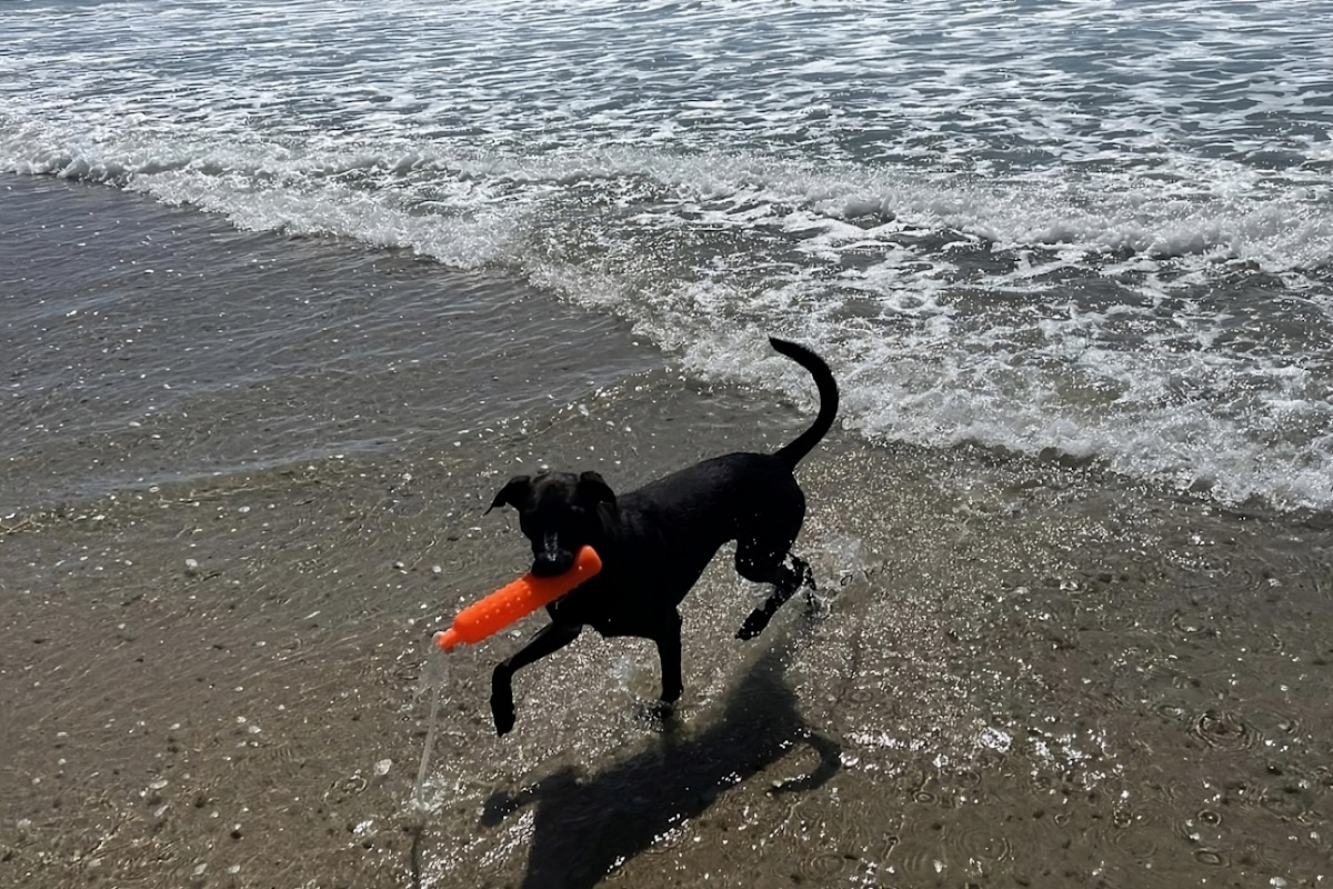 20 Awesome Dog Friendly Beaches in Southern California