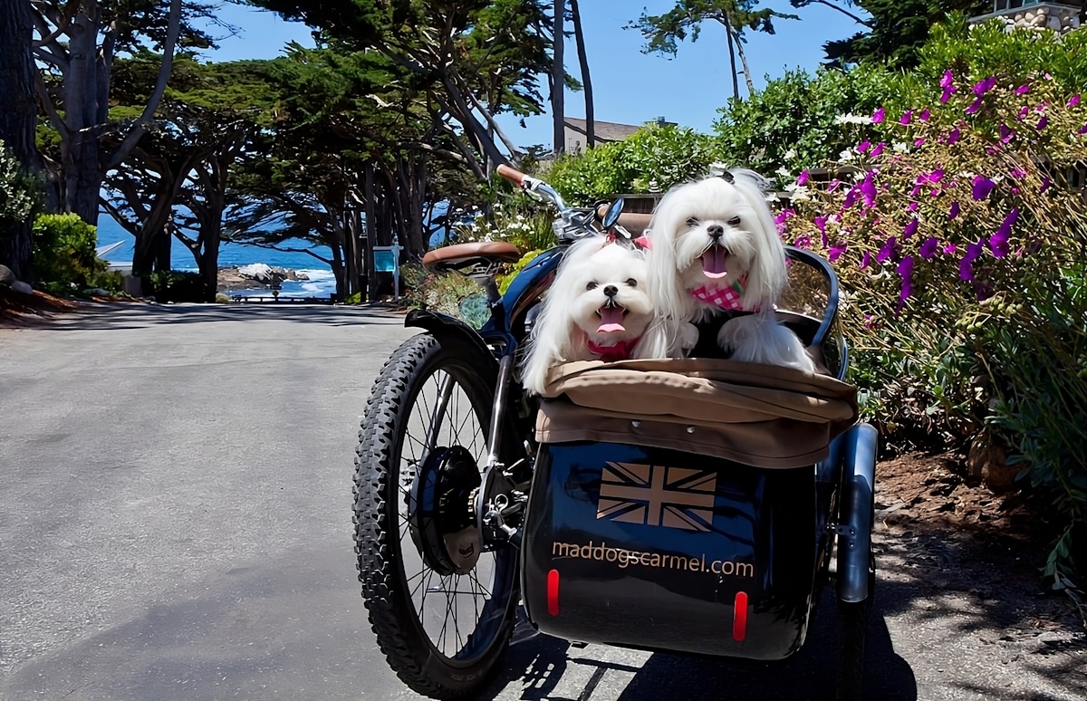 15 Pup Popular Dog-Friendly Activities in Monterey, California