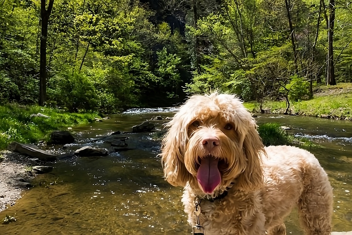 15 Best Dog-Friendly Vacation Destinations in Virginia