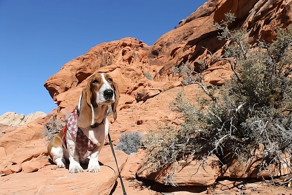 15 Best Dog-Friendly Vacation Destinations in Nevada
