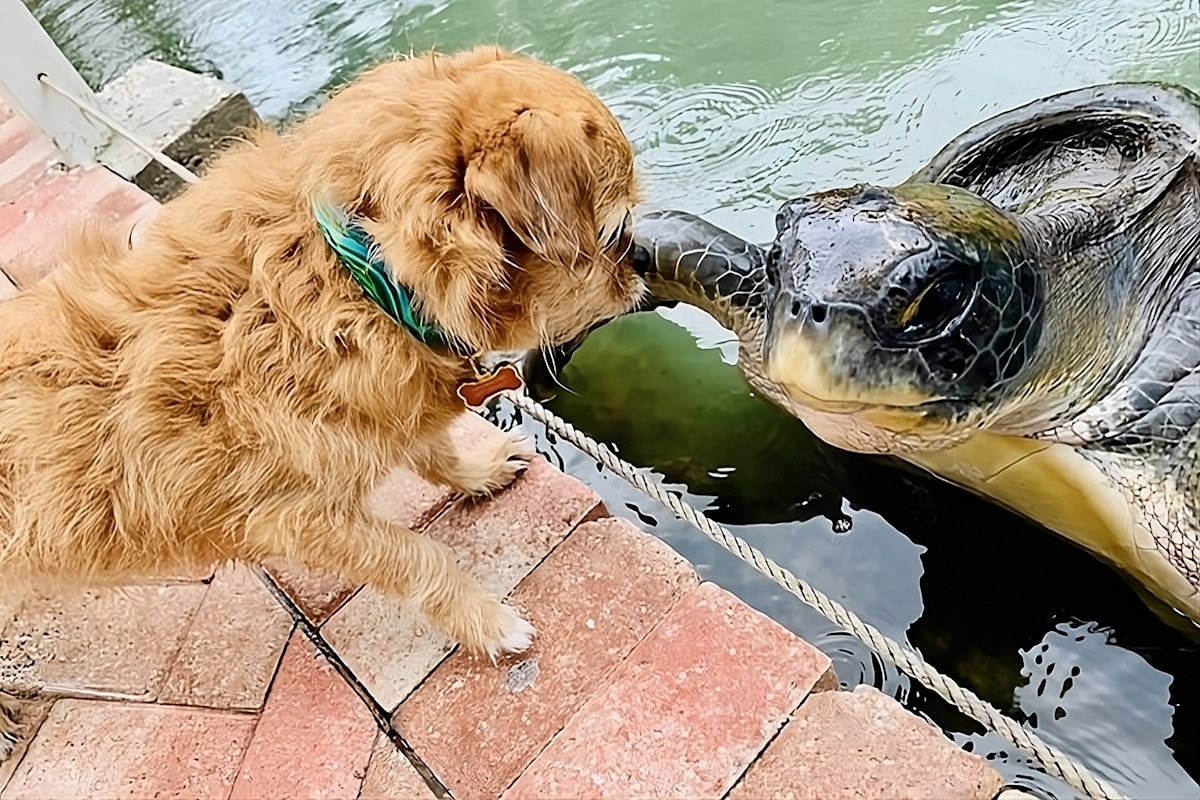 15 Best Dog-Friendly Vacation Destinations in Florida