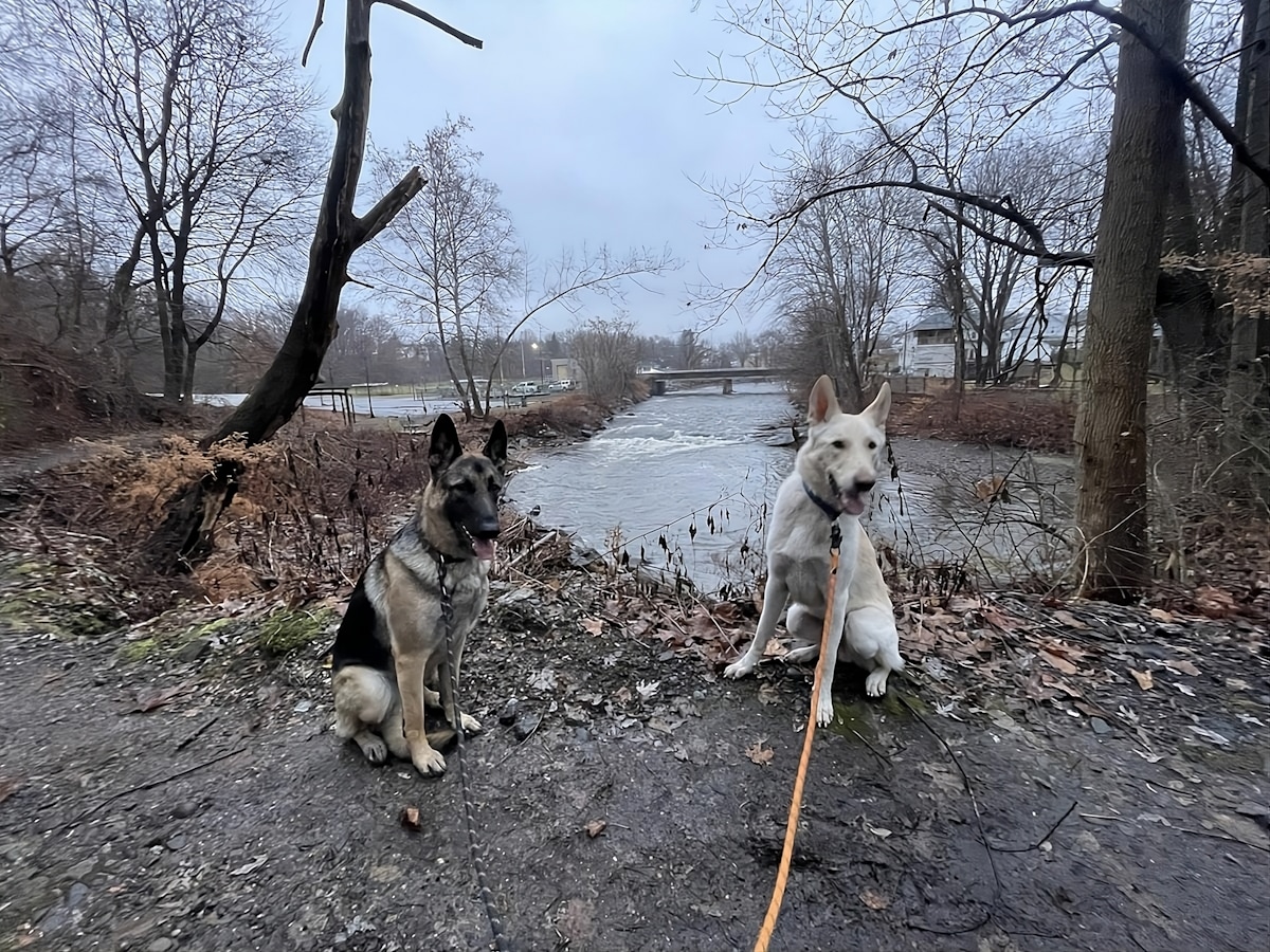 15 Best Dog-Friendly Vacation Destinations in Pennsylvania