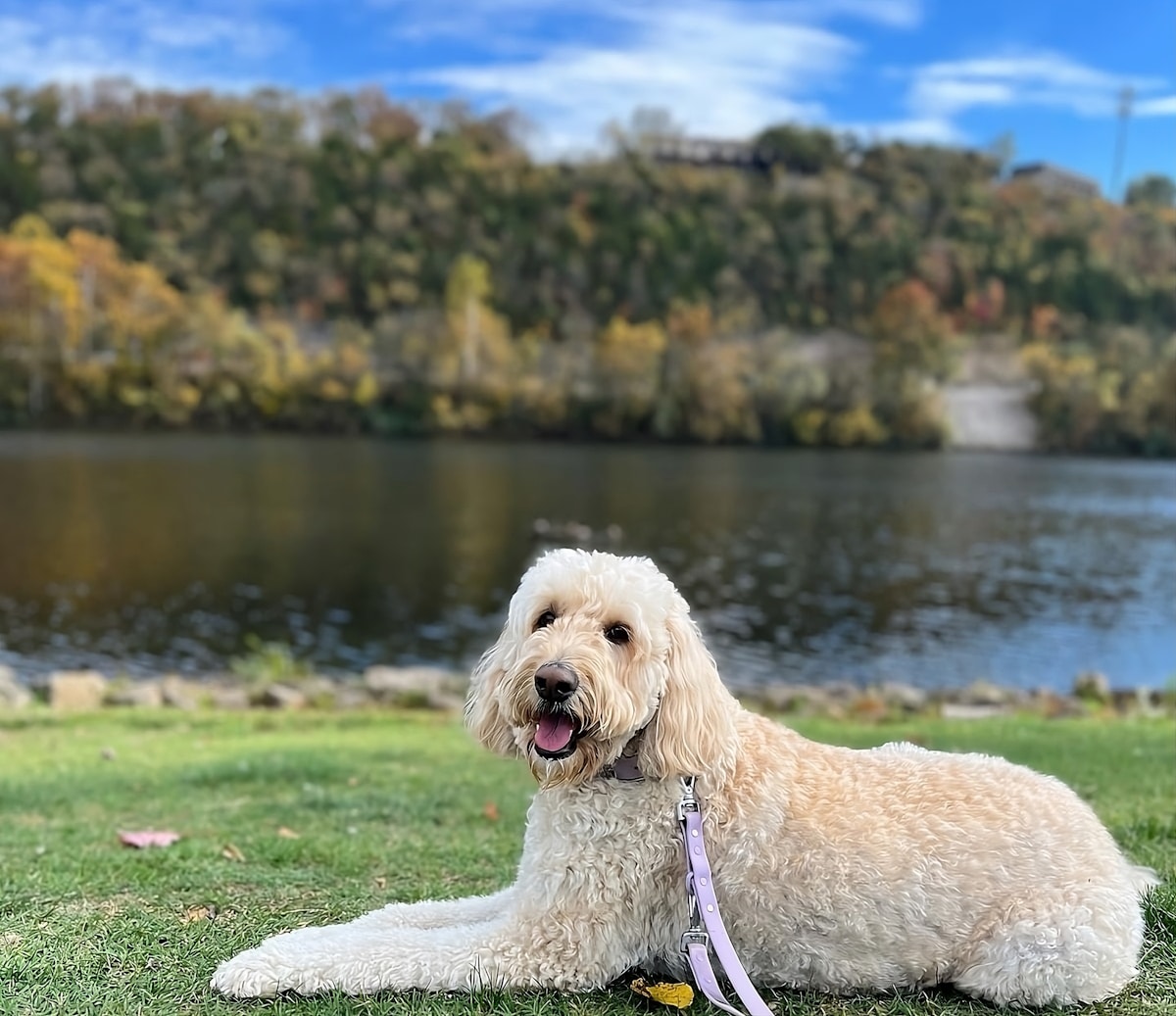 15 Best Dog-Friendly Vacation Destinations in Missouri