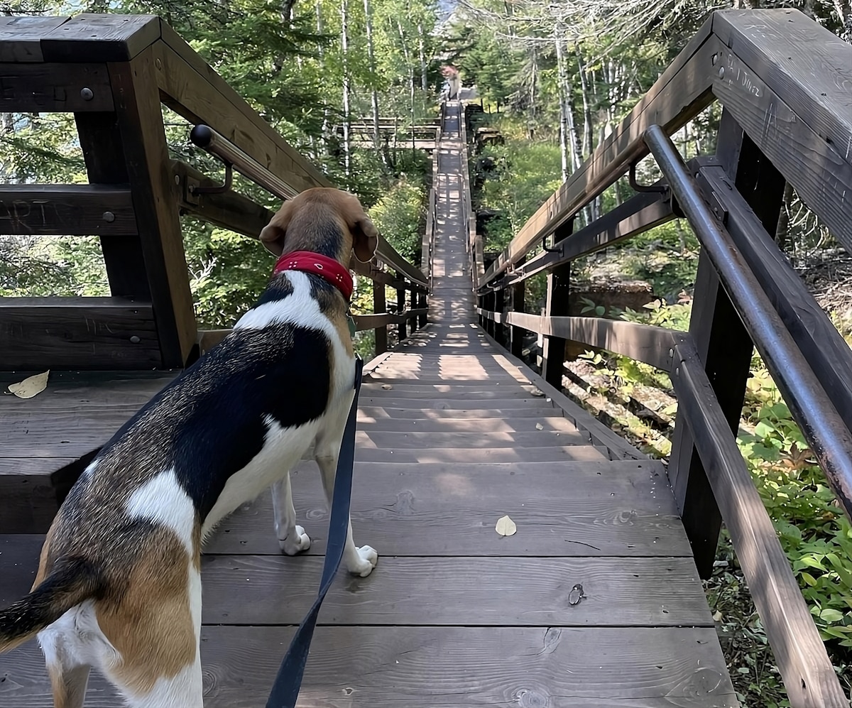 15 Best Dog-Friendly Vacation Destinations in Minnesota