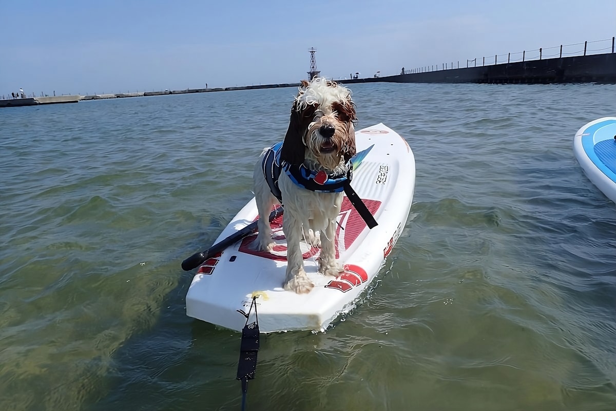 15 Best Dog-Friendly Vacation Destinations in Illinois