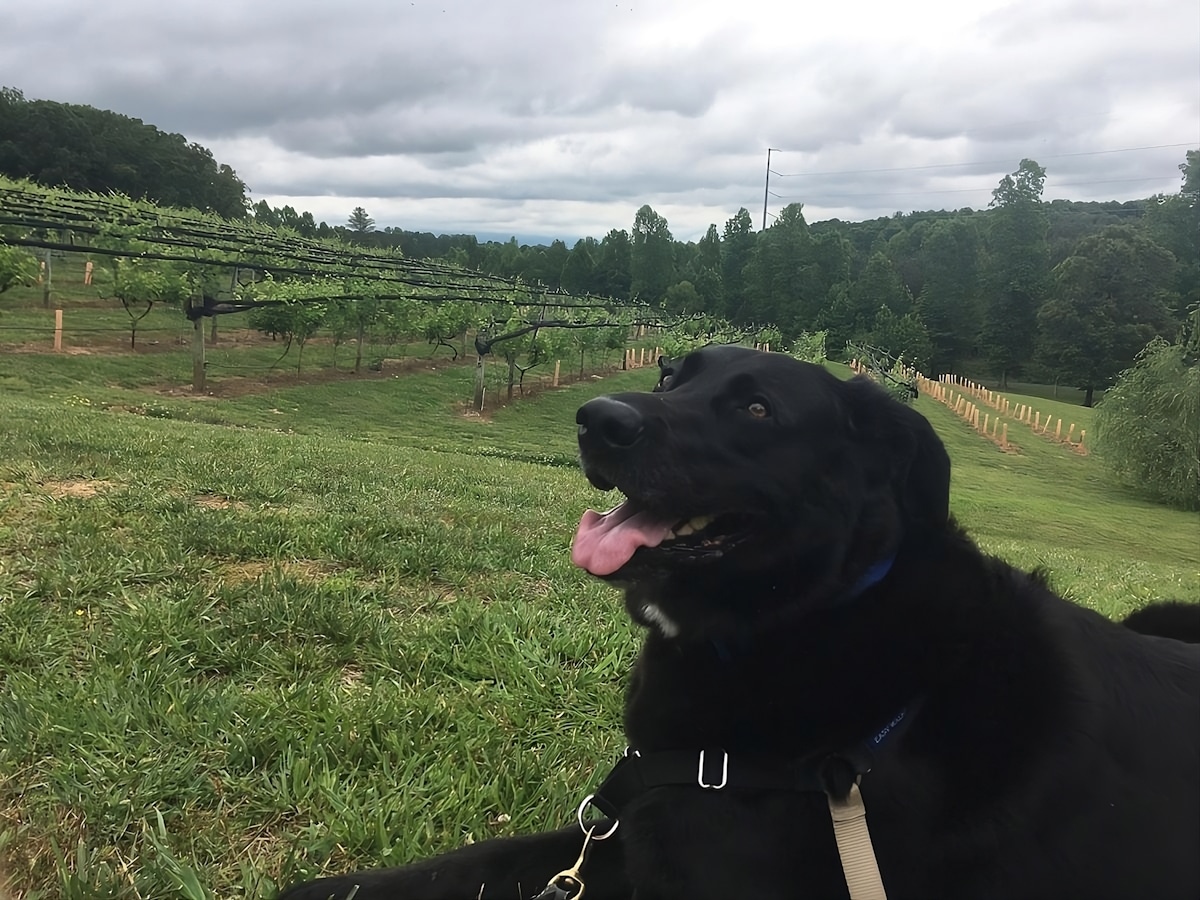 15 Best Dog-Friendly Vacation Destinations in Georgia